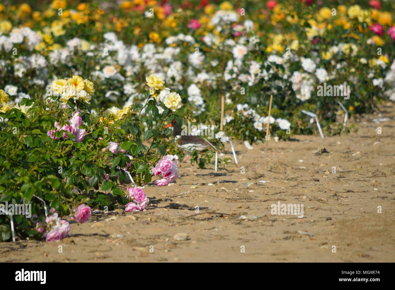 Rose Field, Field of roses in England Stock Photo - Alamy