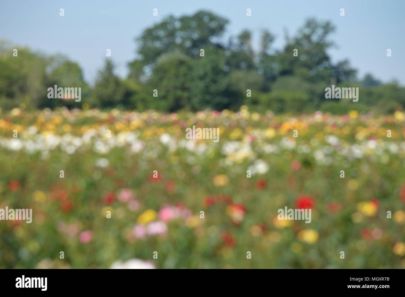 Rose Field, Field of roses in England Stock Photo - Alamy