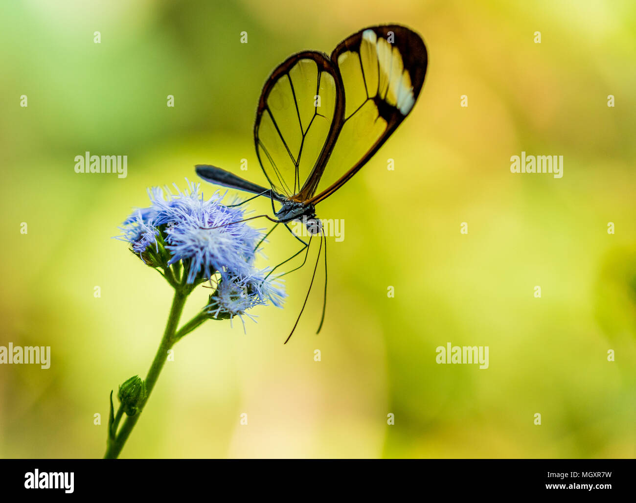 Butterfly in the nature on flower Stock Photo - Alamy