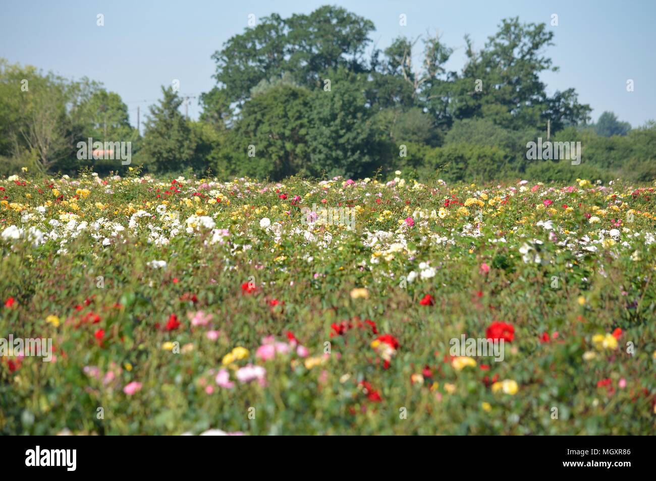 field of roses Stock Photo - Alamy