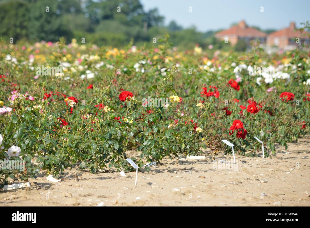 Rose Field, Field of roses in England Stock Photo - Alamy