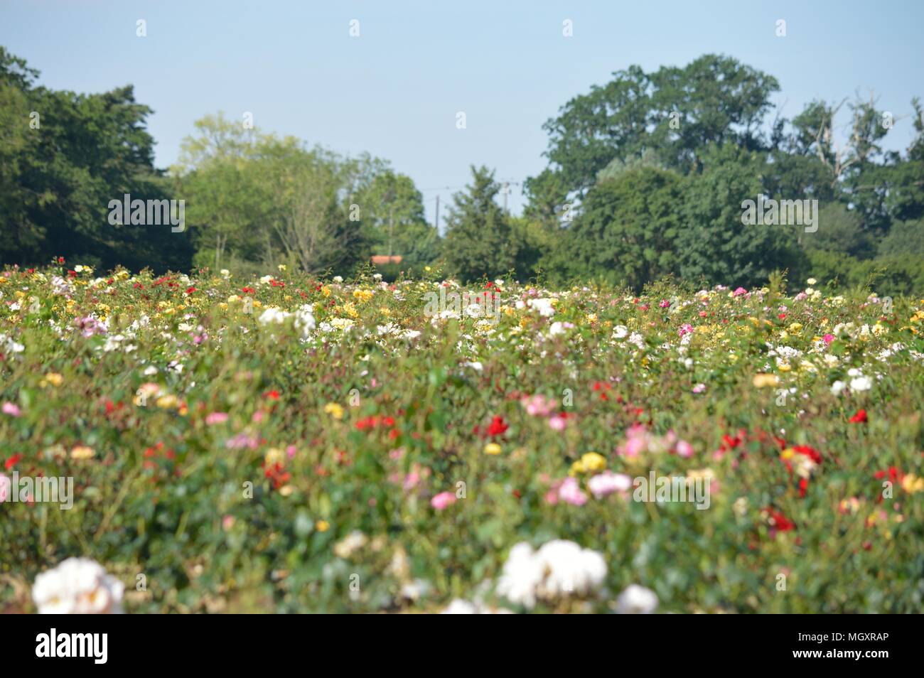 Rose Field, Field of roses in England Stock Photo - Alamy