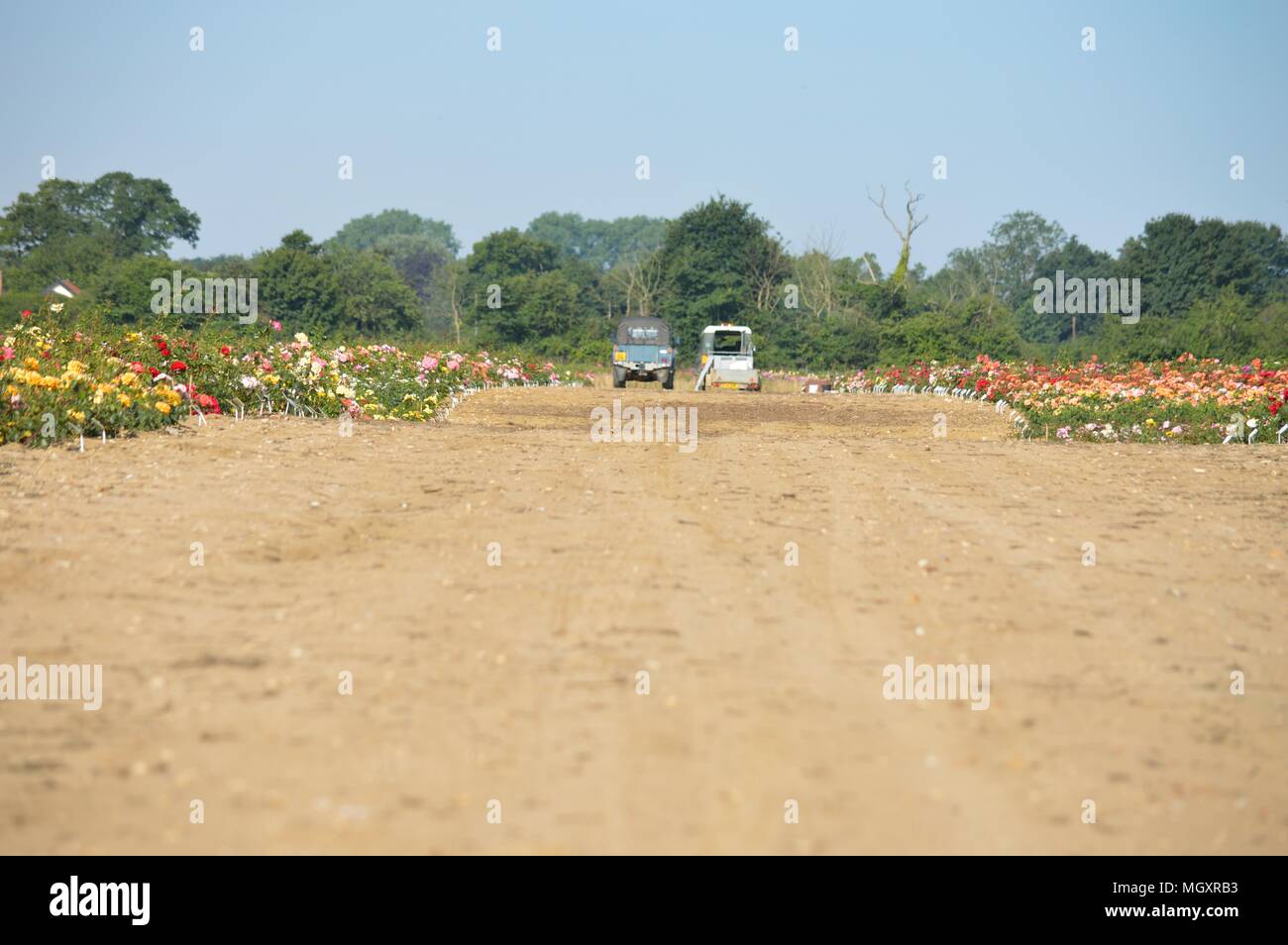 Rose Field, Field of roses in England Stock Photo - Alamy
