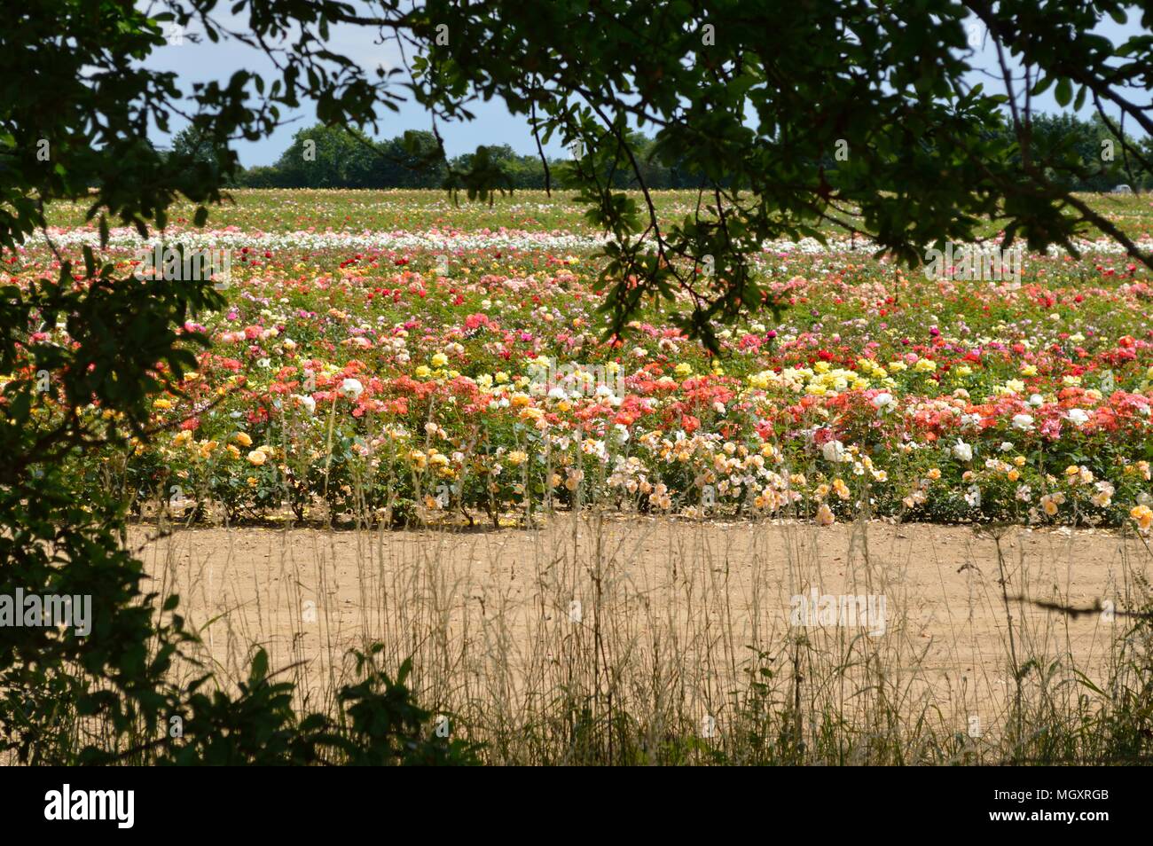 Rose Field, Field of roses in England Stock Photo - Alamy