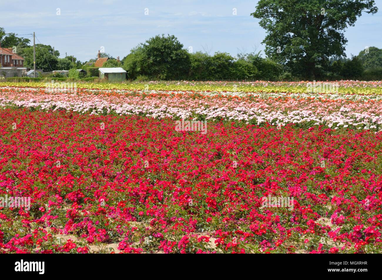 Rose Field, Field of roses in England Stock Photo - Alamy