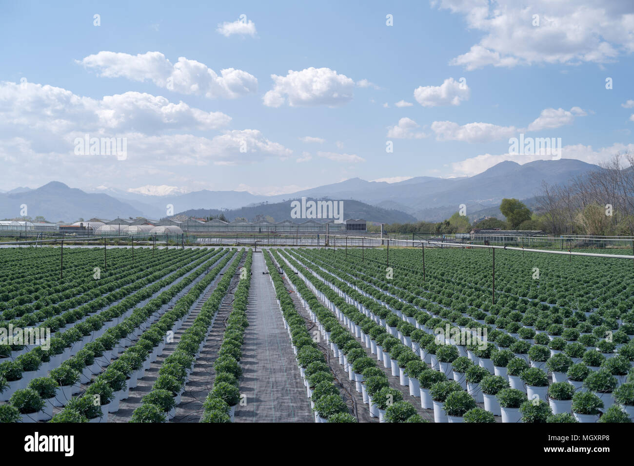 Commercial plants growing in greenhouse Stock Photo - Alamy