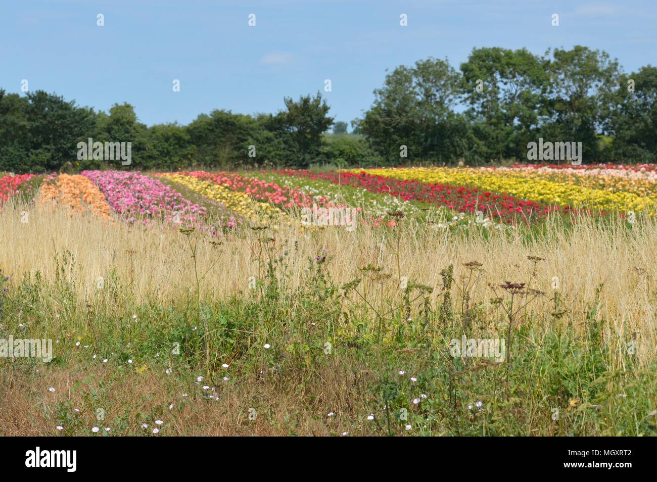 Rose Field, Field of roses in England Stock Photo - Alamy