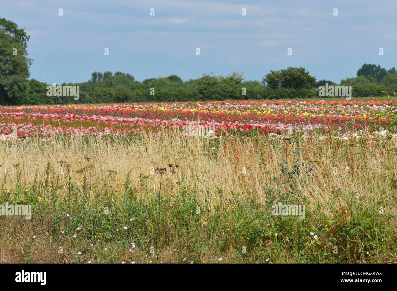 Rose Field, Field of roses in England Stock Photo - Alamy