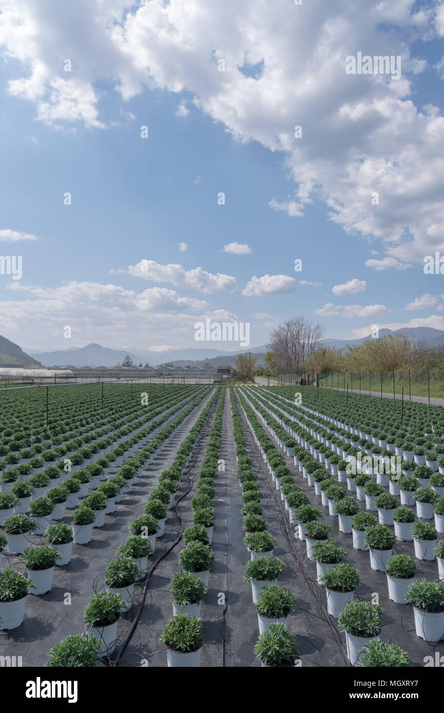 Commercial plants growing in greenhouse Stock Photo - Alamy