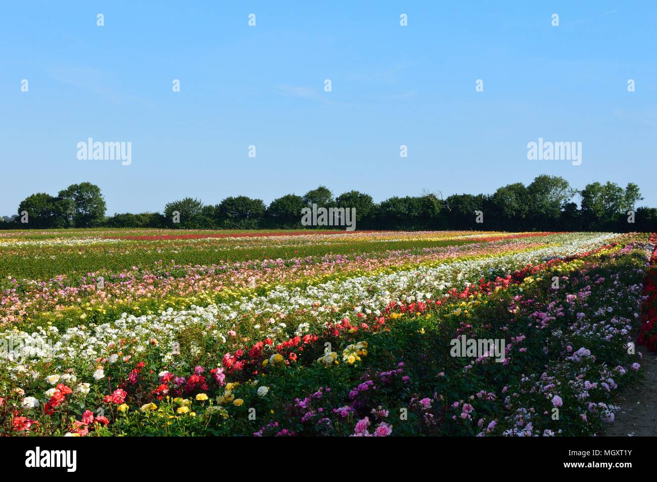Rose Field, Field of roses in England Stock Photo - Alamy