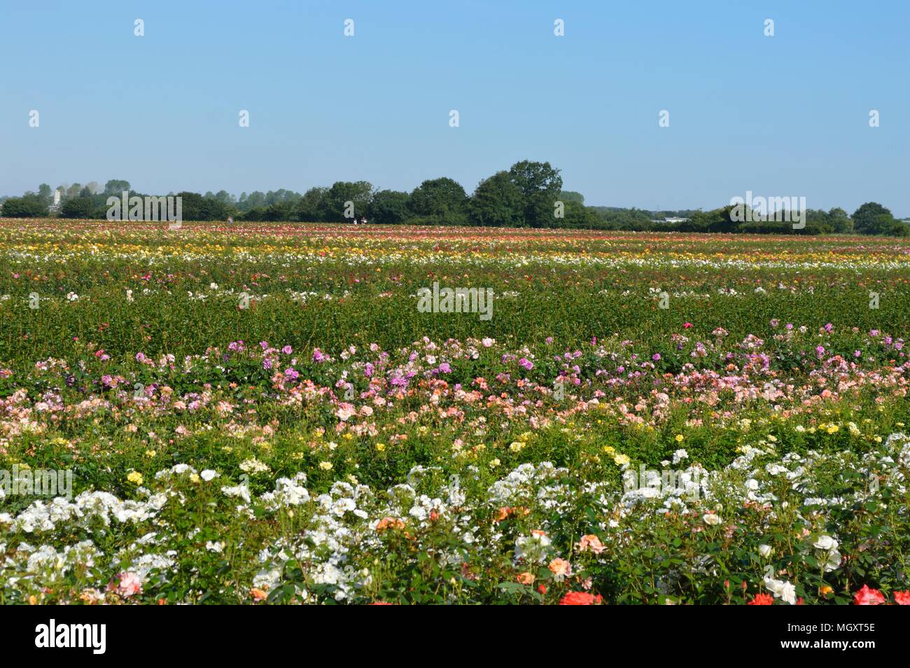 Rose Field, Field of roses in England Stock Photo - Alamy