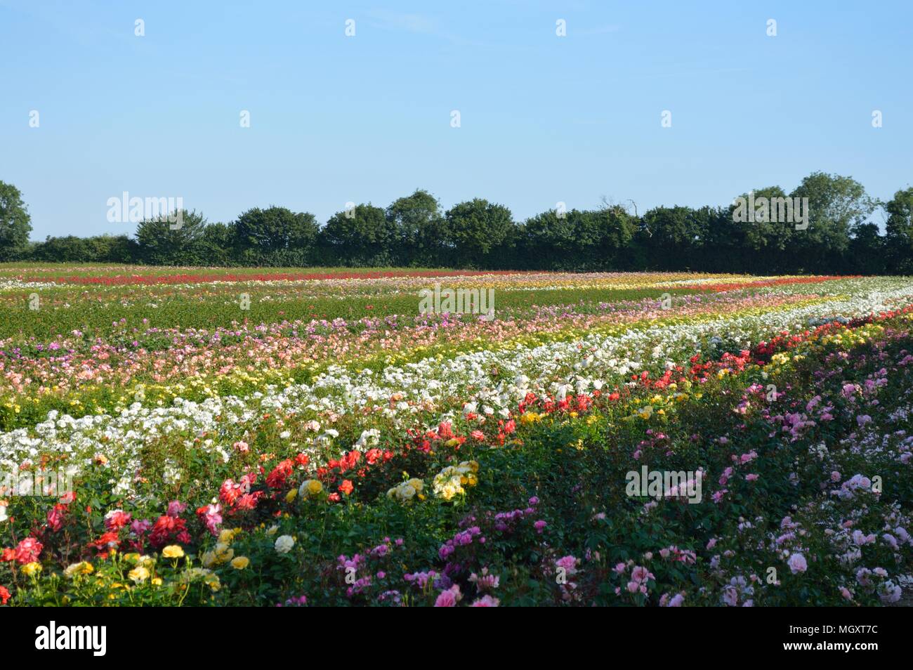 Rose Field, Field of roses in England Stock Photo - Alamy