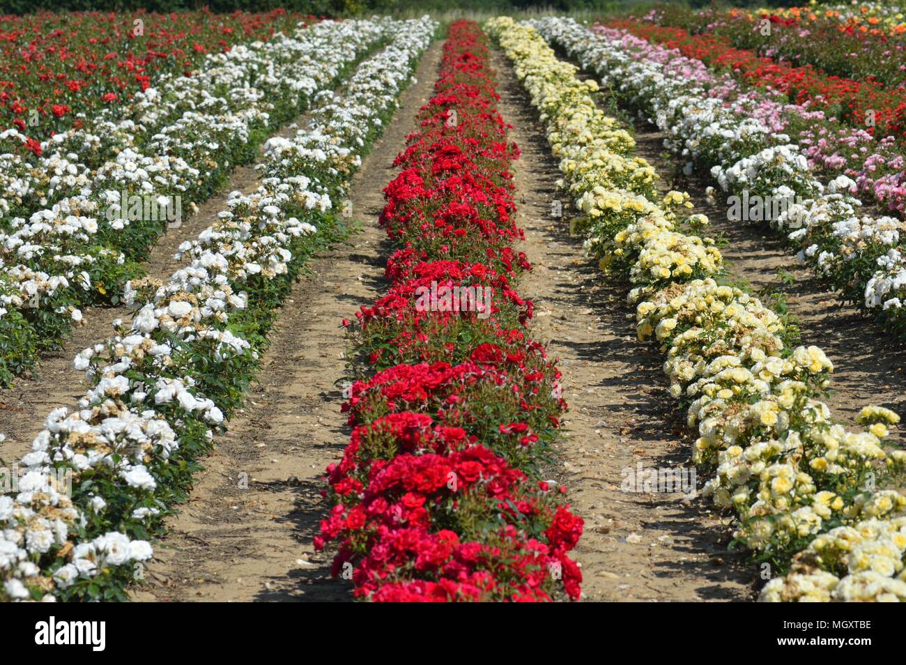 Roses in england hi-res stock photography and images - Alamy