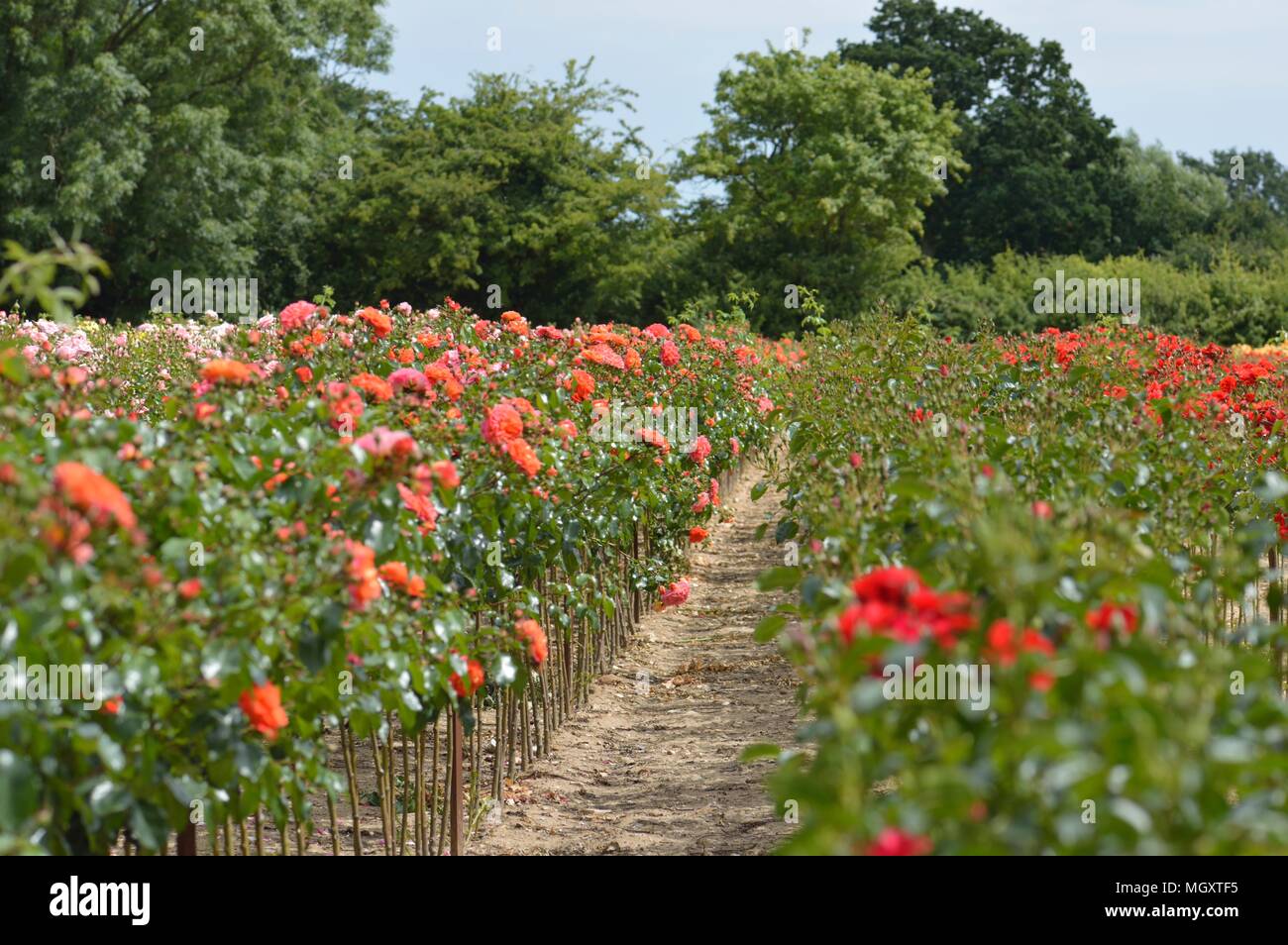 Rose Field, Field of roses in England Stock Photo - Alamy