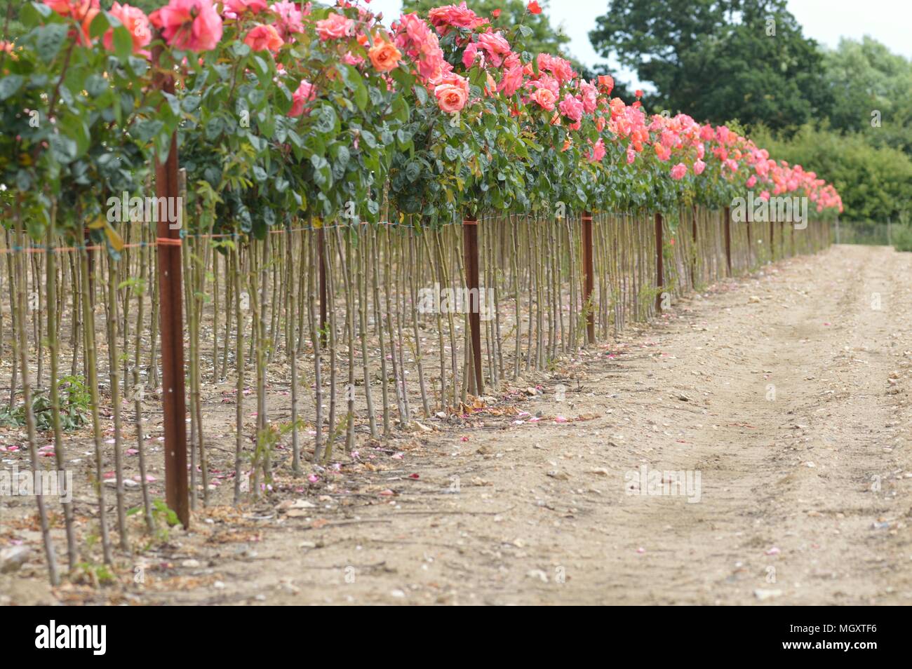 Rose Field, Field of roses in England Stock Photo - Alamy