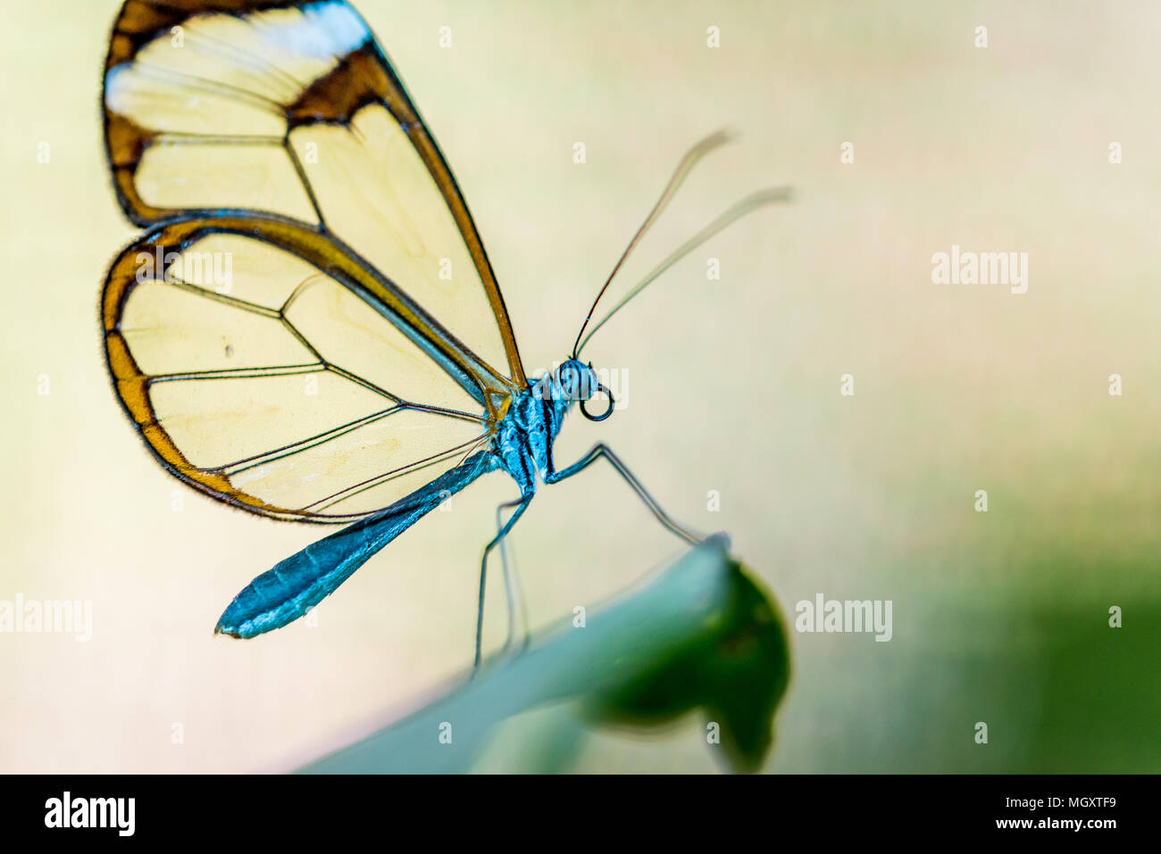 Butterfly sitting in hand hi-res stock photography and images - Alamy