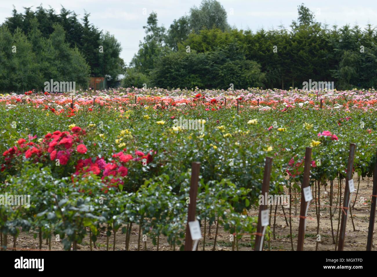Rose Field, Field of roses in England Stock Photo - Alamy