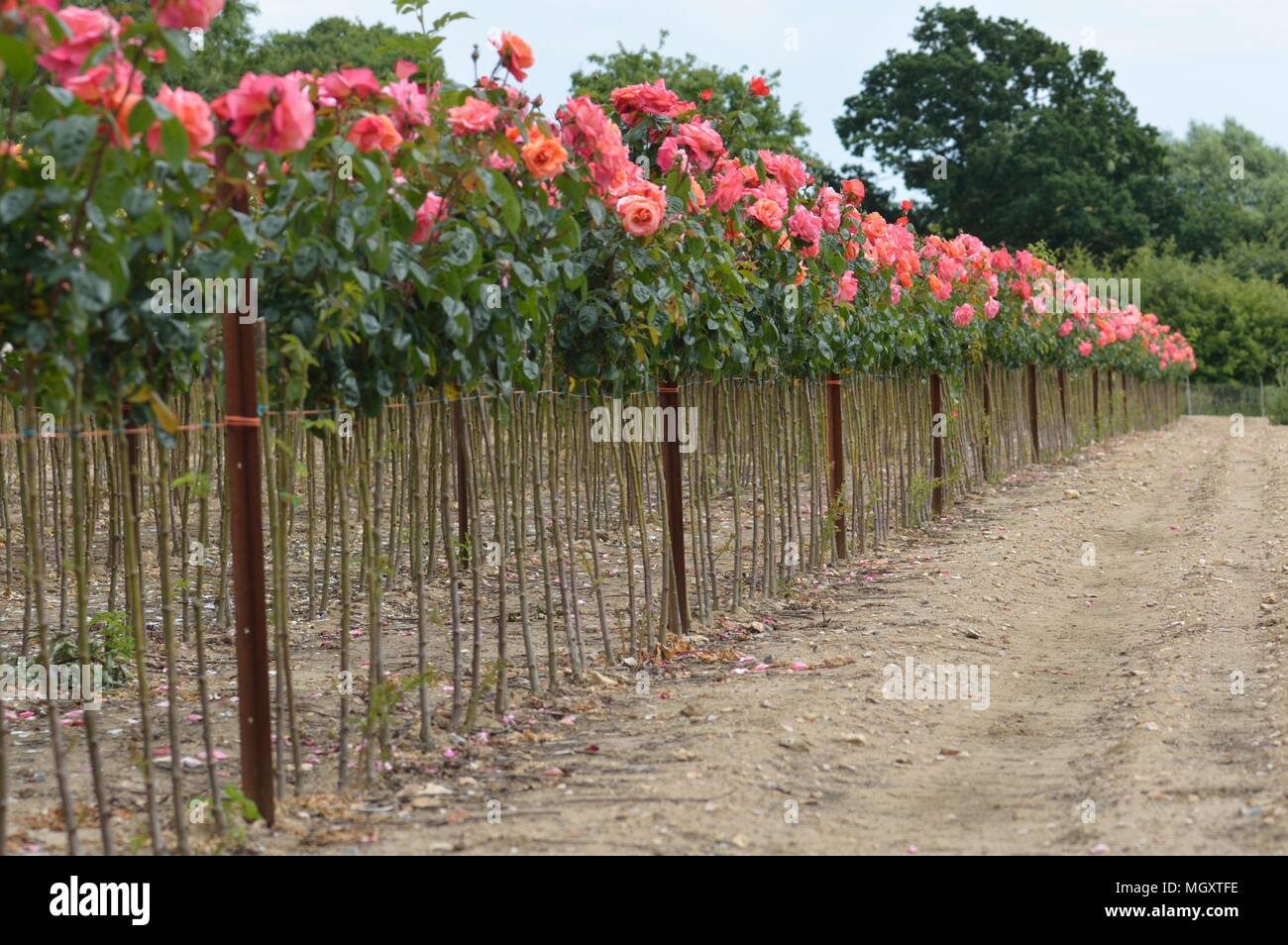 field of roses Stock Photo - Alamy
