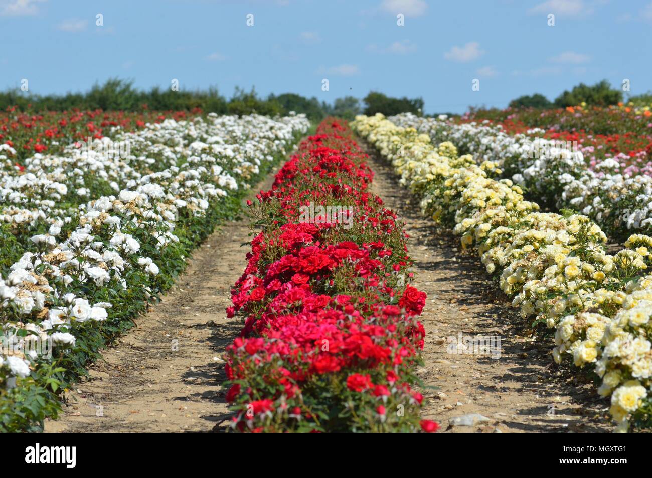 Rose field hi-res stock photography and images - Alamy