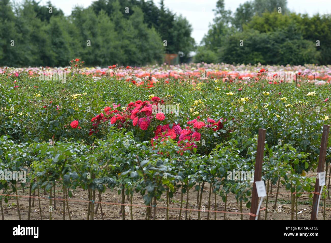 Roses in england hi-res stock photography and images - Alamy