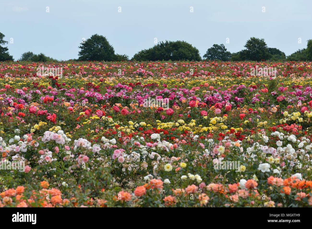 Roses in england hi-res stock photography and images - Alamy