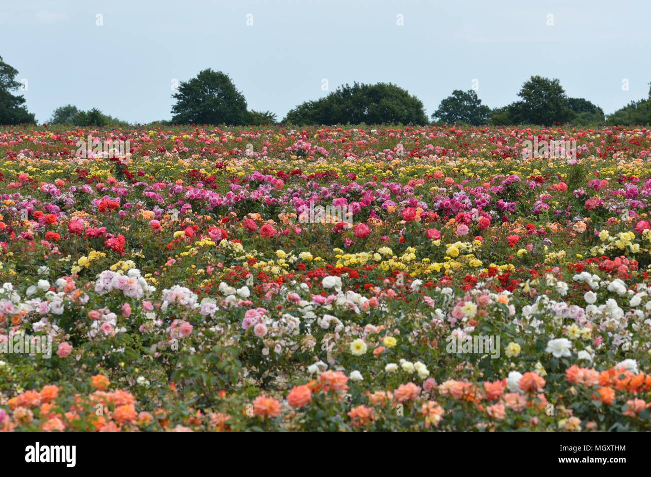 Rose Field, Field of roses in England Stock Photo - Alamy