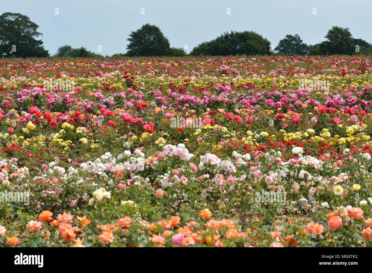Rose Field, Field of roses in England Stock Photo - Alamy
