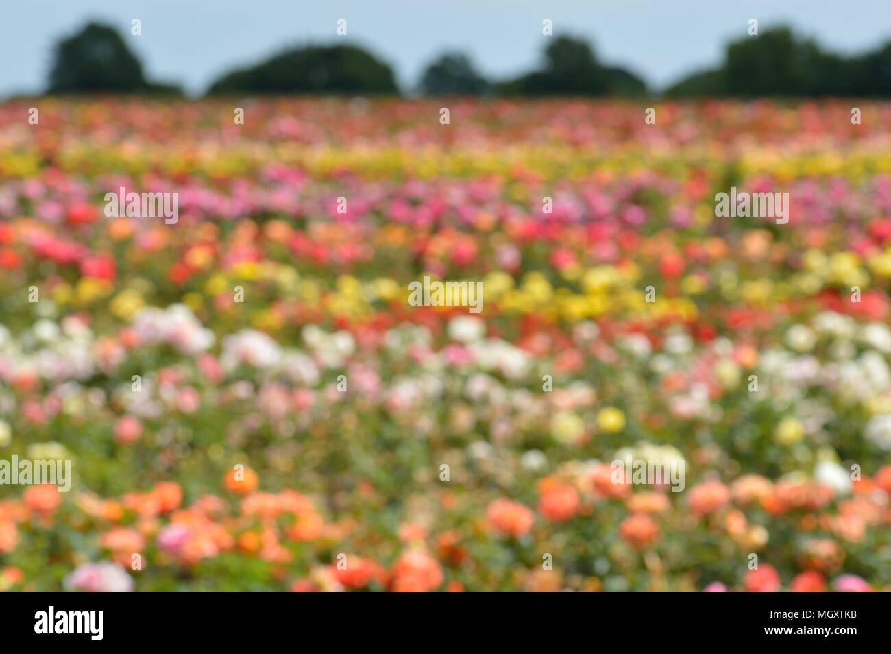 Rose Field, Field of roses in England Stock Photo - Alamy