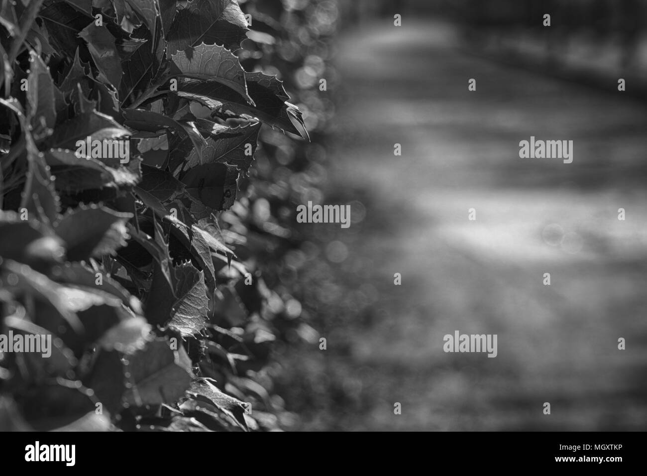 House green fence Black and White Stock Photos & Images - Alamy