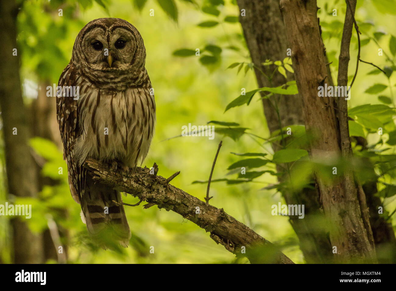 Hardwood forests hi-res stock photography and images - Alamy