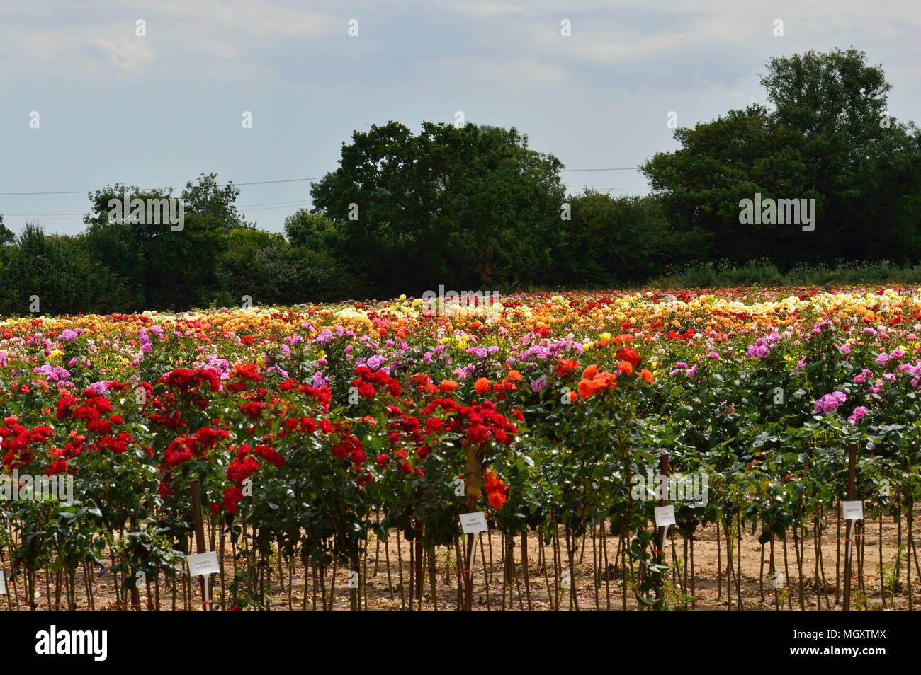 Rose Field, Field of roses in England Stock Photo - Alamy