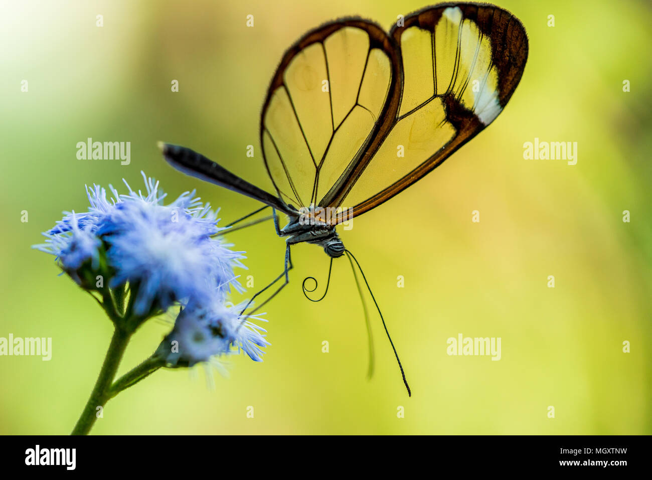 Butterfly in the nature on flower Stock Photo - Alamy