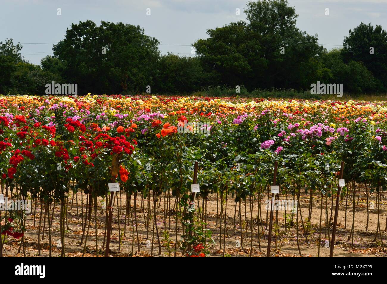 Roses in england hi-res stock photography and images - Alamy