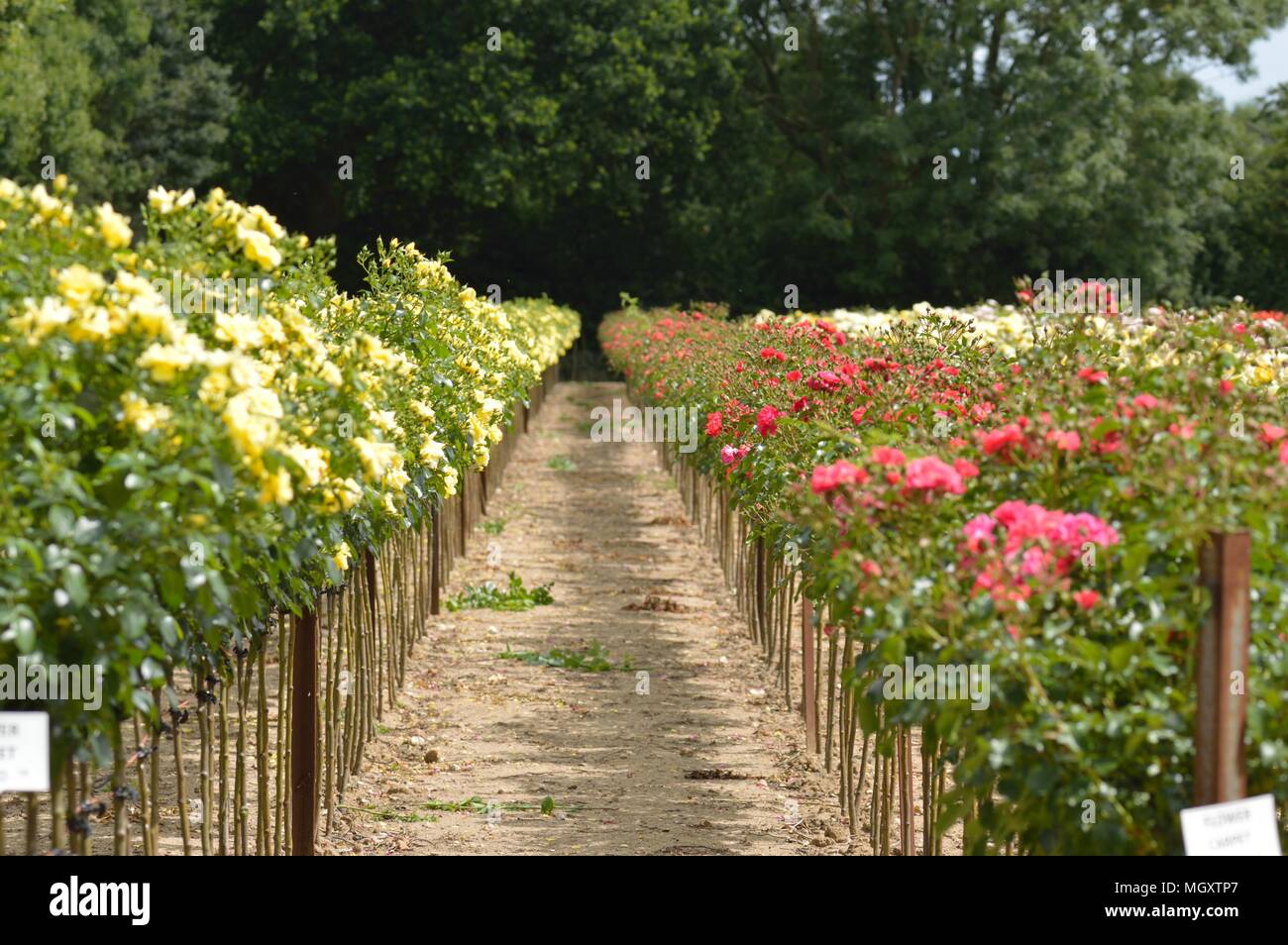 Rose Field, Field of roses in England Stock Photo - Alamy