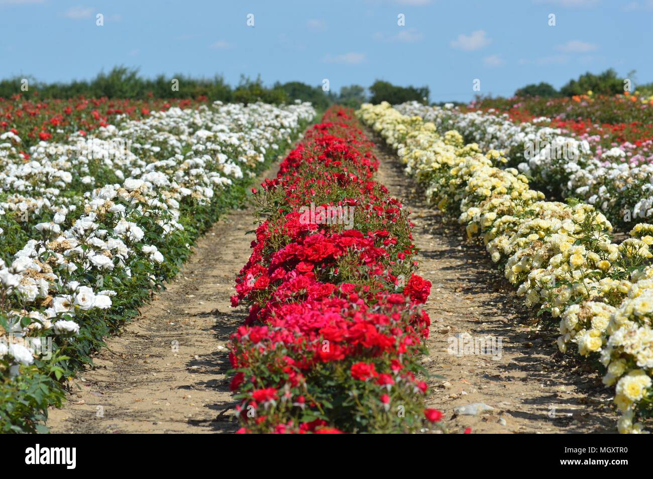 Rose Field, Field of roses in England Stock Photo - Alamy