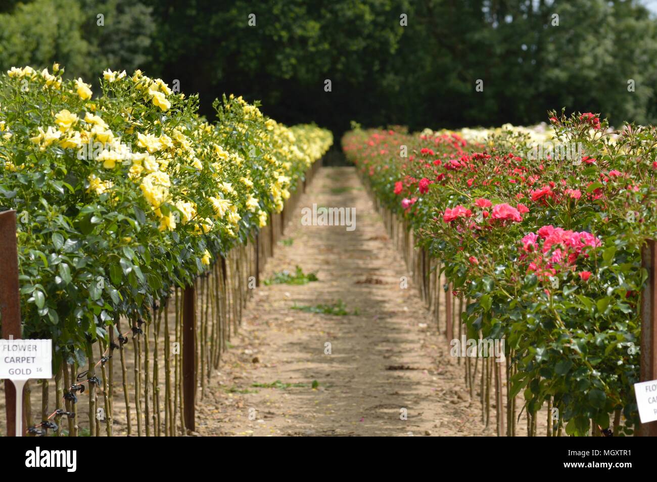 Rose Field, Field of roses in England Stock Photo - Alamy
