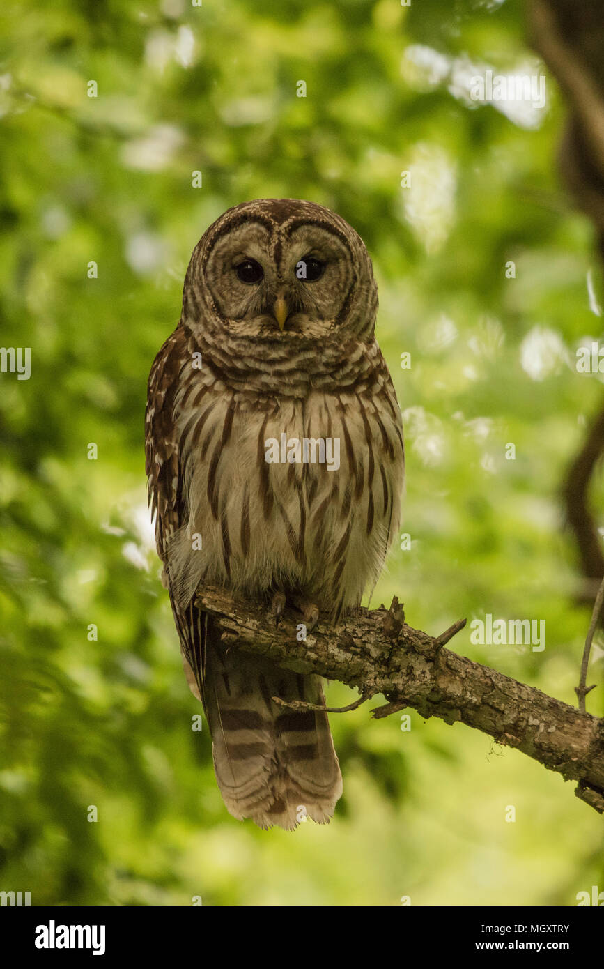Hardwood forests hi-res stock photography and images - Alamy