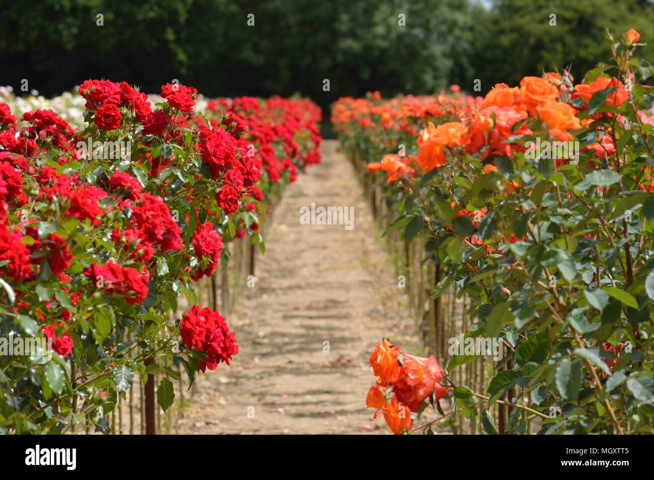 Rose Field, Field of roses in England Stock Photo - Alamy
