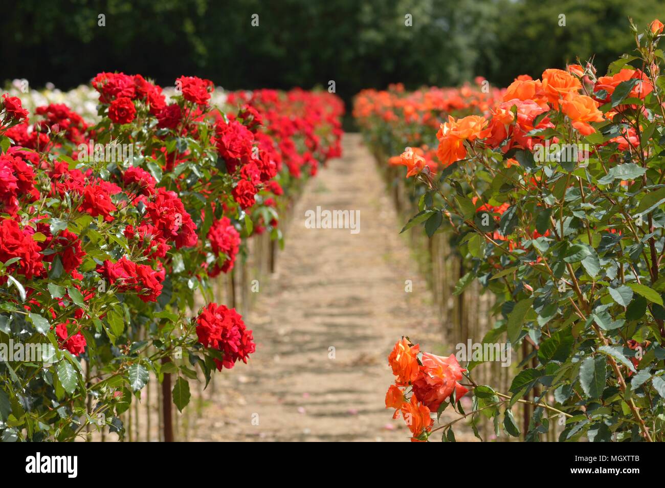 Rose Field, Field of roses in England Stock Photo - Alamy