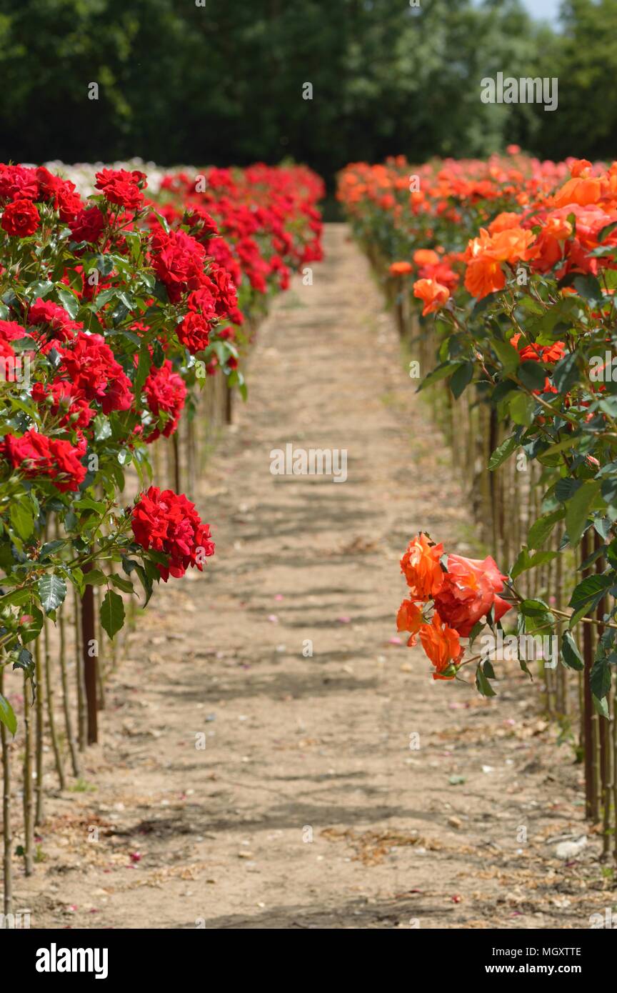 Rose Field, Field of roses in England Stock Photo - Alamy