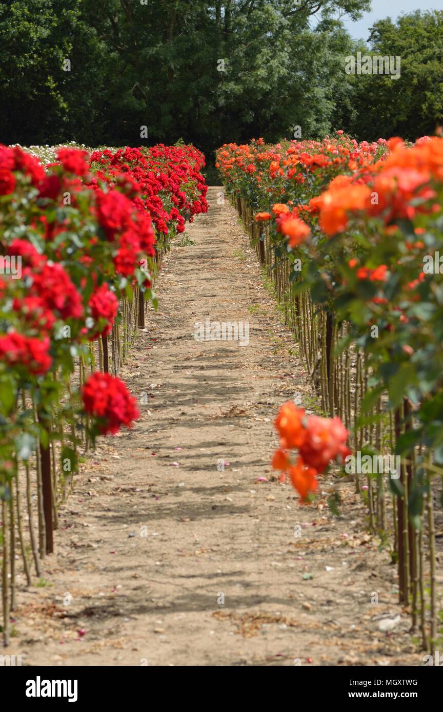 Rose field hi-res stock photography and images - Alamy