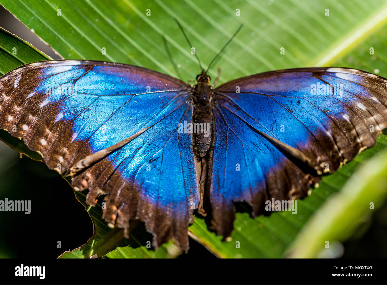 Butterfly in the nature on flower Stock Photo - Alamy