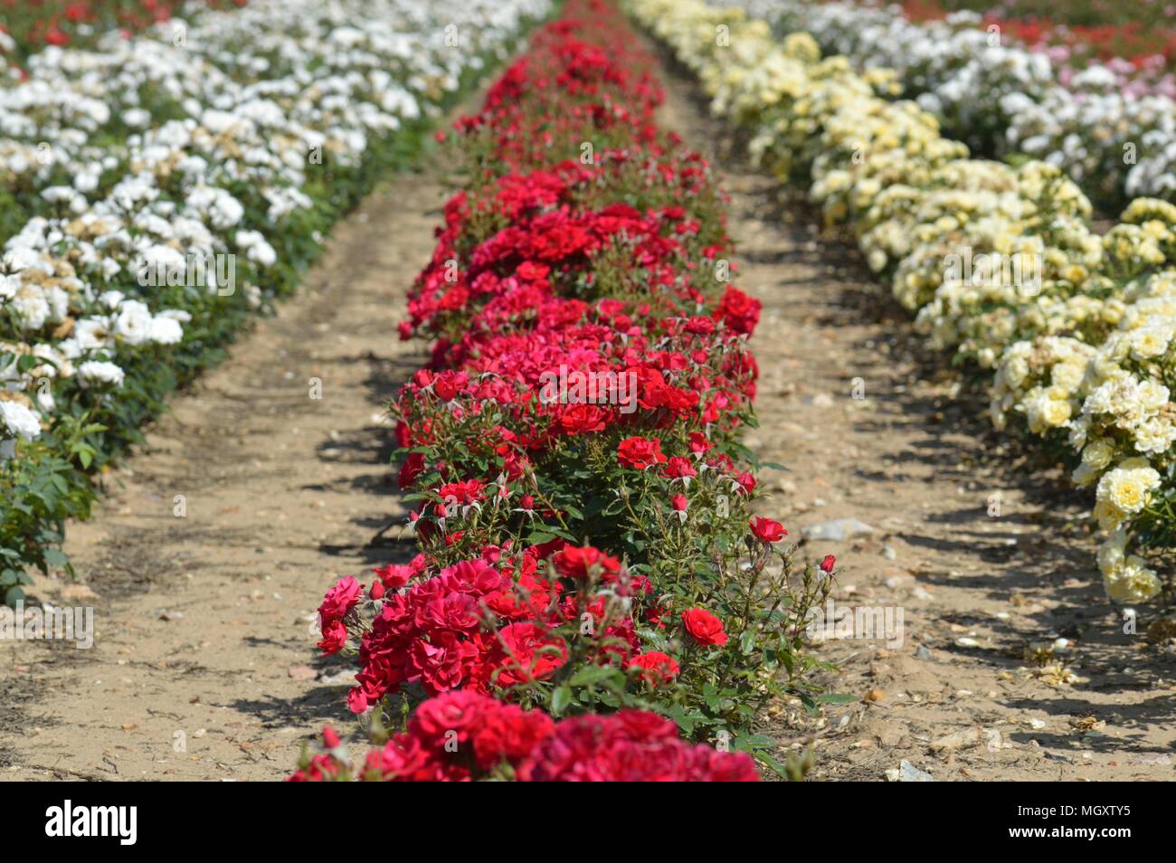 Rose Field, Field of roses in England Stock Photo - Alamy