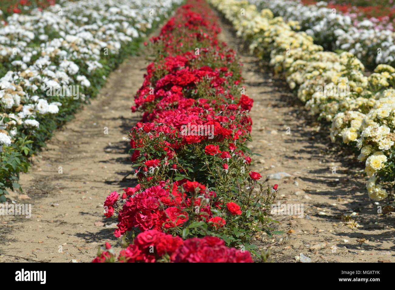 Rose Field, Field of roses in England Stock Photo - Alamy