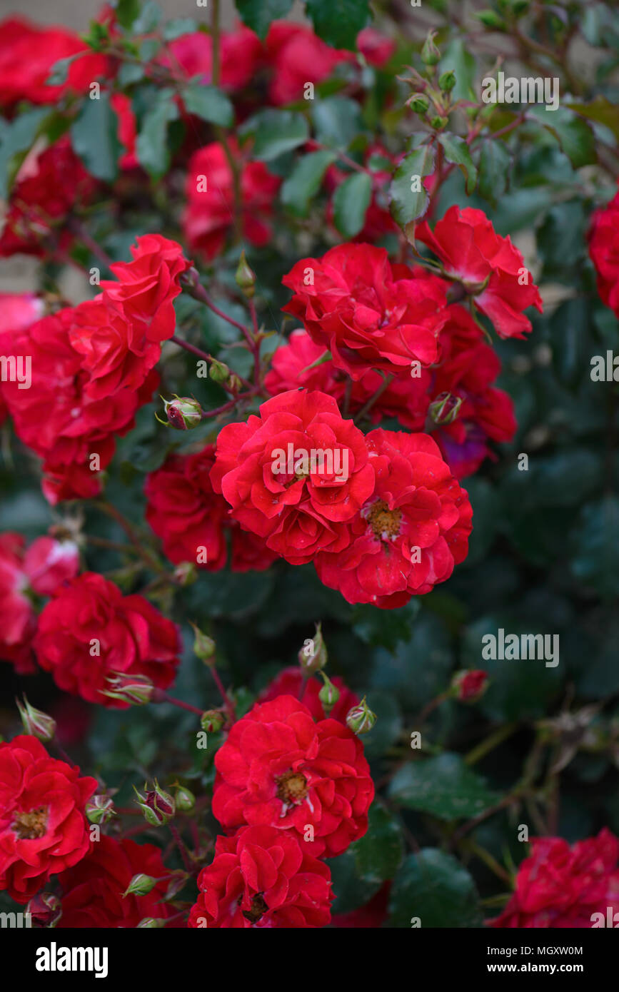 Finesse rose hi-res stock photography and images - Alamy