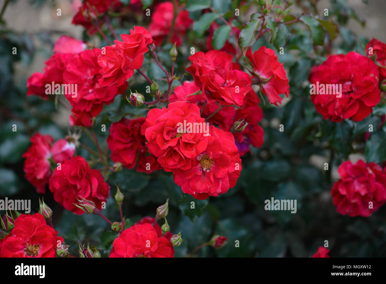 Finesse rose hi-res stock photography and images - Alamy