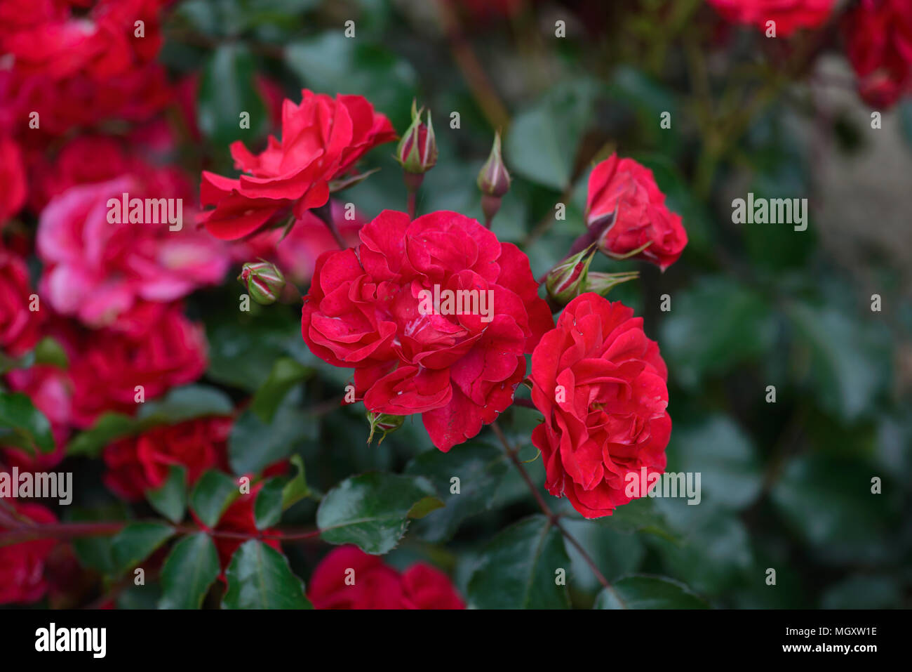 Finesse rose hi-res stock photography and images - Alamy