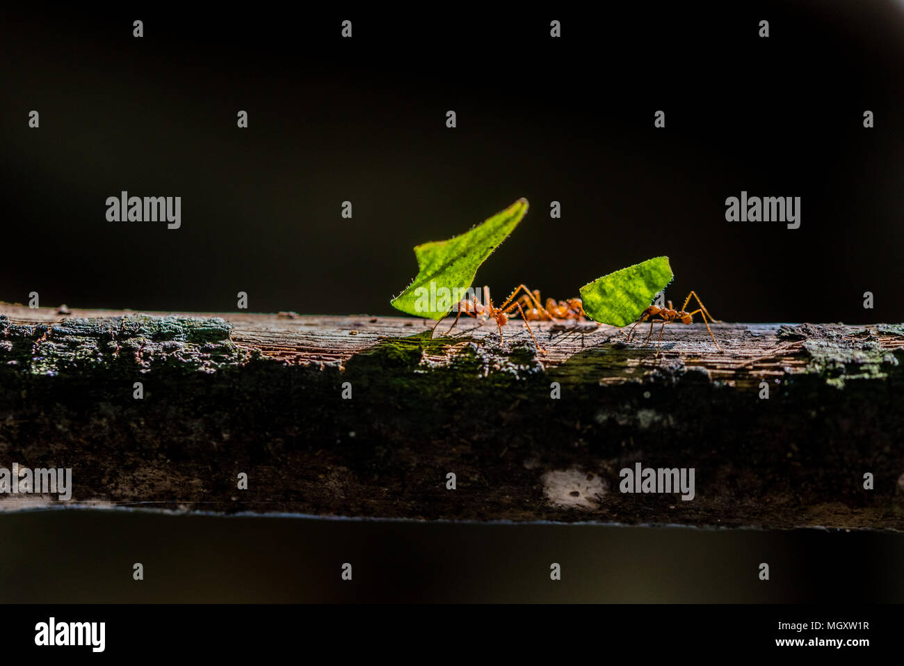 Ants are carrying on leaves Stock Photo - Alamy