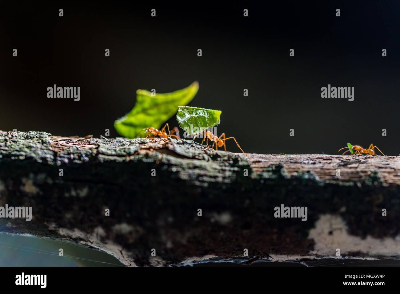 Ants are carrying on leaves Stock Photo - Alamy