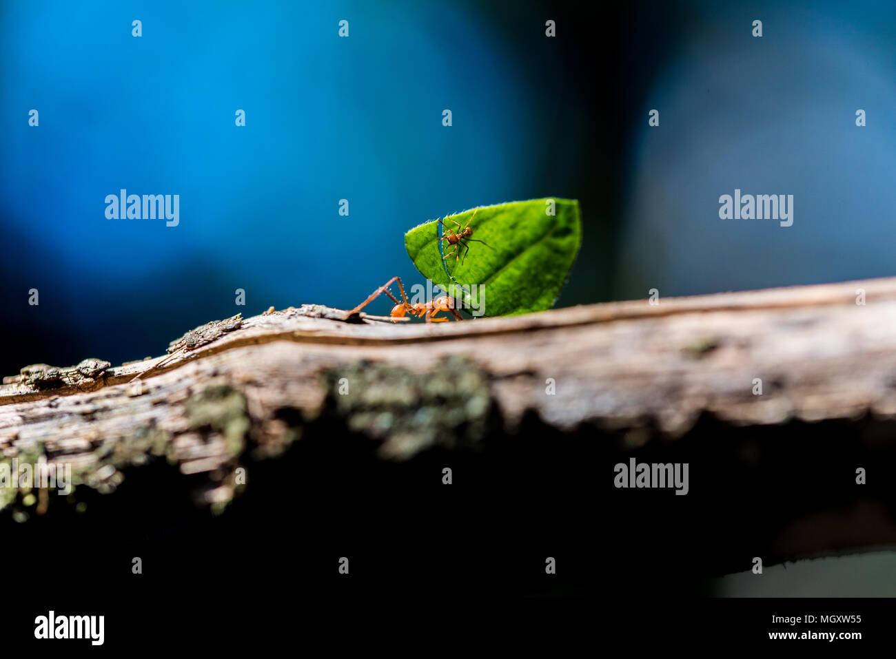 Ants are carrying on leaves Stock Photo - Alamy